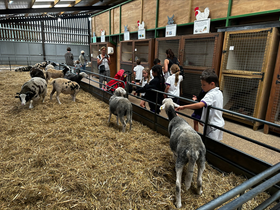 Pre-Prep Farm Trip June 2023 | Harrodian | Independent School West ...